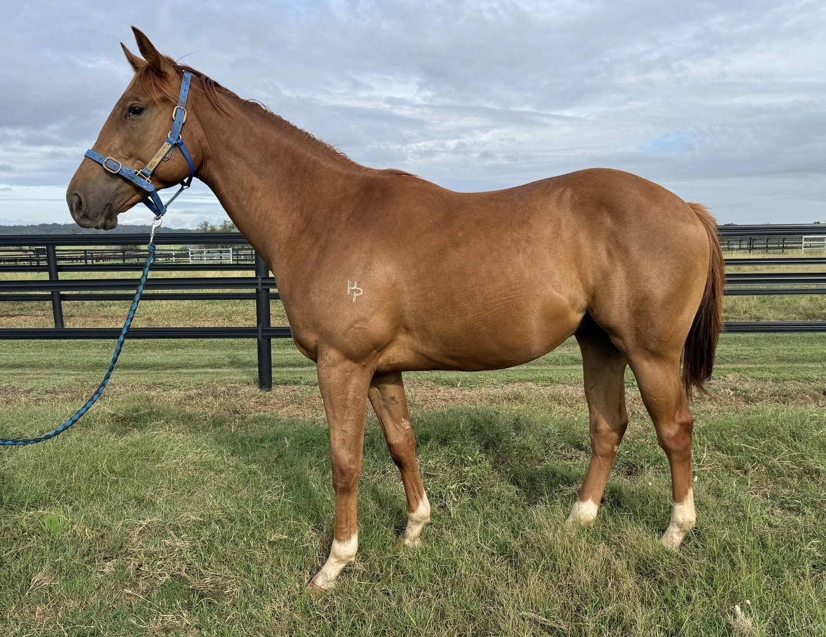 GRAFFIQ VALLEY - Minervini Racing